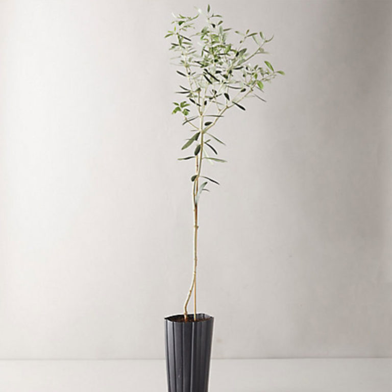 Amazing Gift Ideas for Nature and Tree Lovers - The Mood Guide