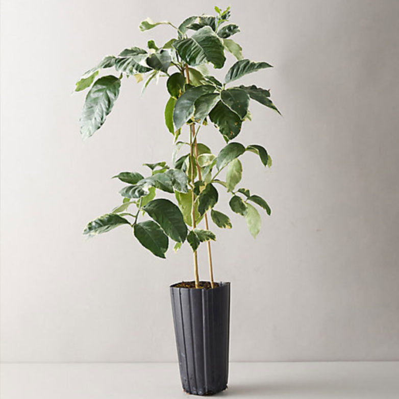 Amazing Gift Ideas for Nature and Tree Lovers - The Mood Guide