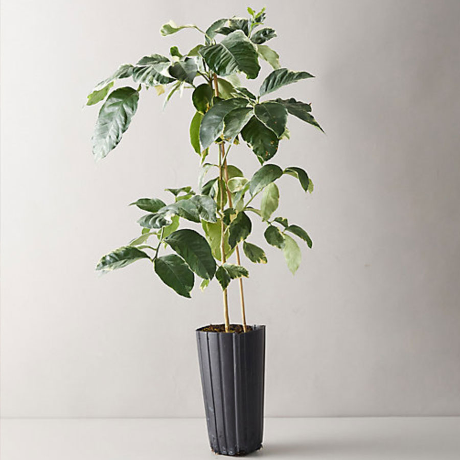 Amazing Gift Ideas for Nature and Tree Lovers - The Mood Guide